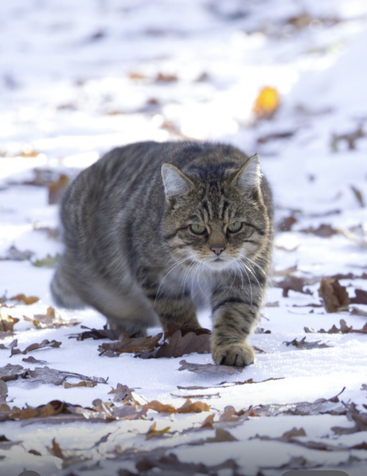 Join the legal fight to protect the Scottish Wildcat